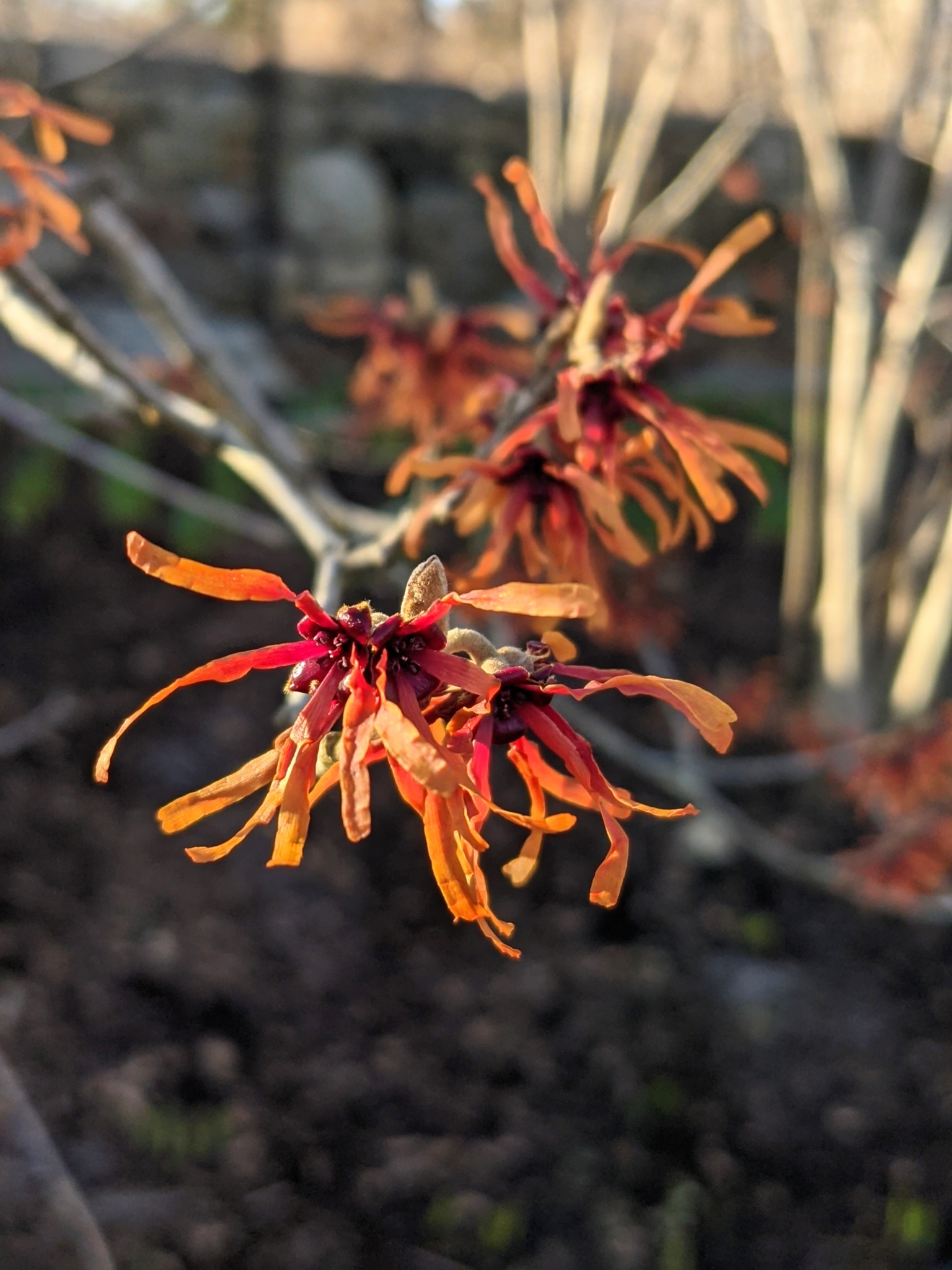 The Martha Stewart Blog : Blog Archive The Blooming Witch Hazel - The ...