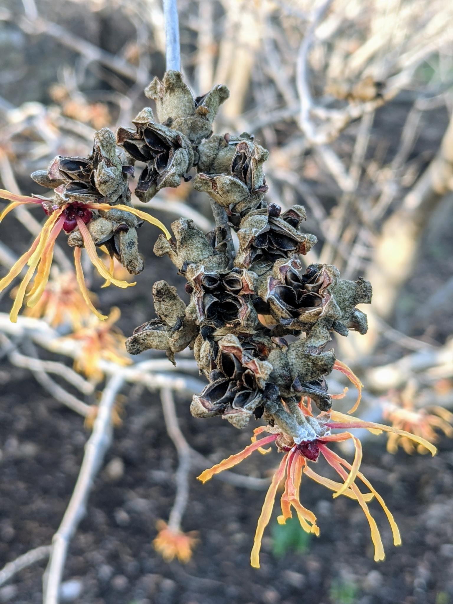 The Blooming Witch Hazel - The Martha Stewart Blog