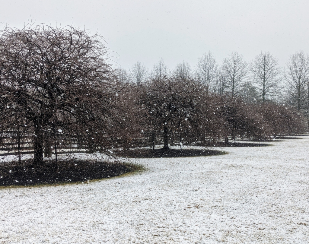 An Early March Snowfall - The Martha Stewart Blog