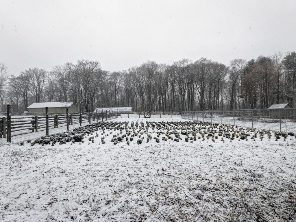 An Early March Snowfall - The Martha Stewart Blog