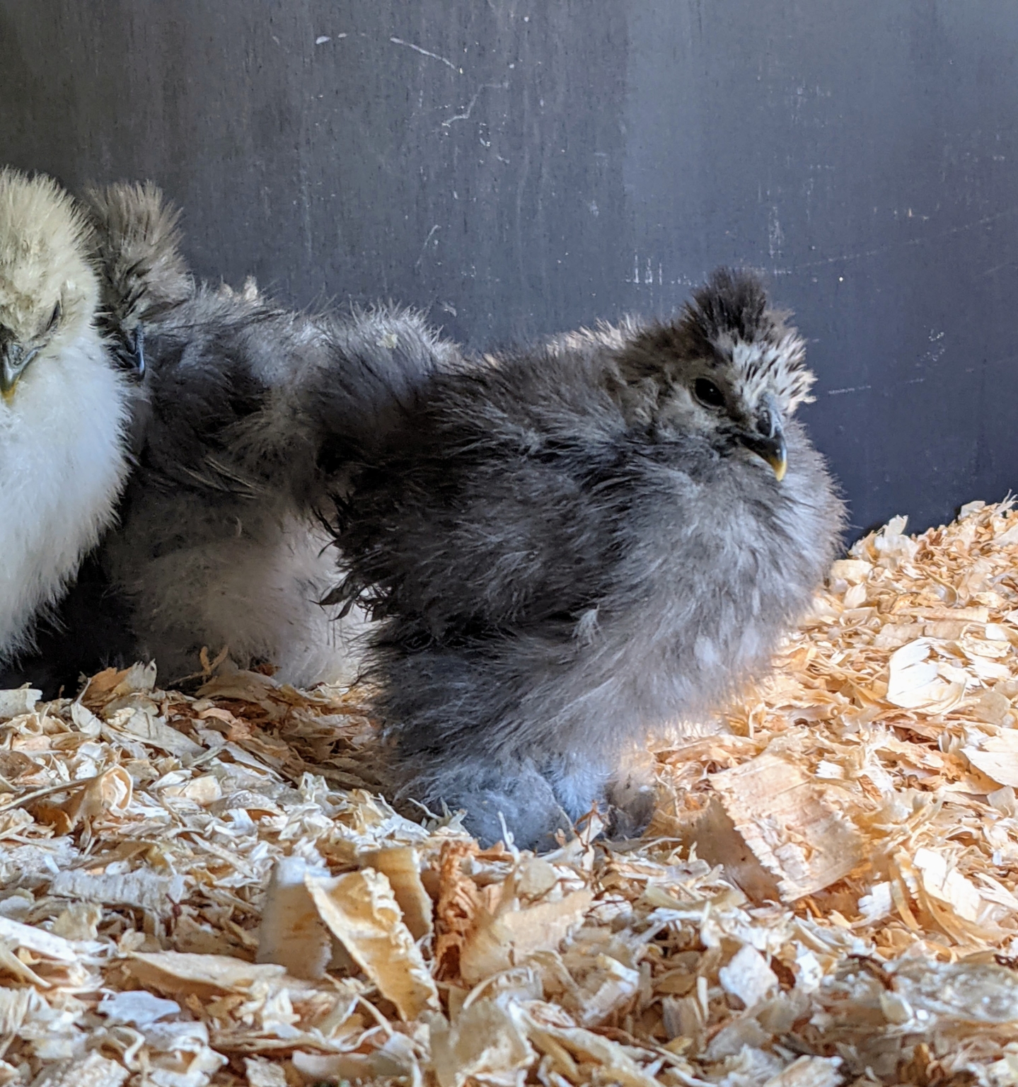 The Silkies Move Outdoors to a New Coop - The Martha Stewart Blog