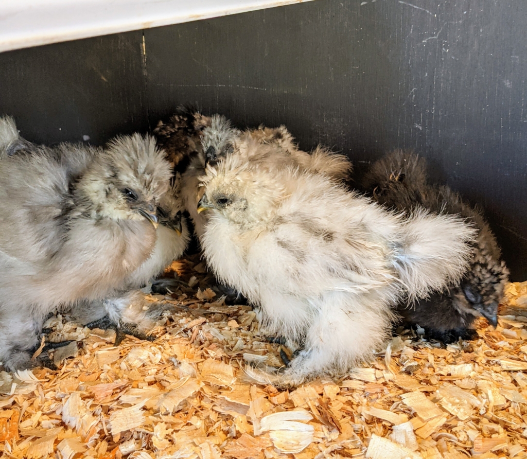 The Silkies Move Outdoors to a New Coop - The Martha Stewart Blog