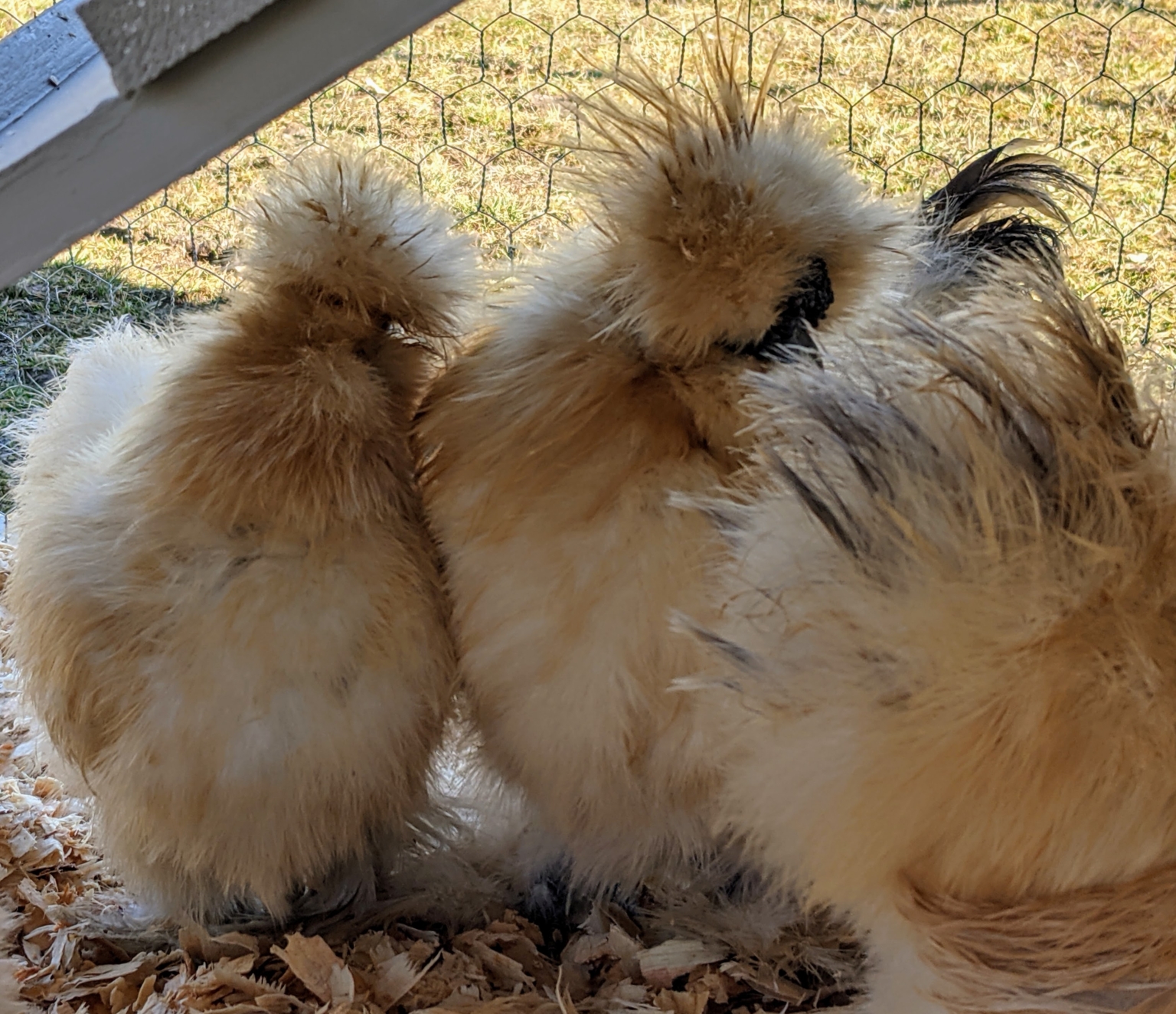 The Martha Stewart Blog : Blog Archive The Silkies Move Outdoors to a ...