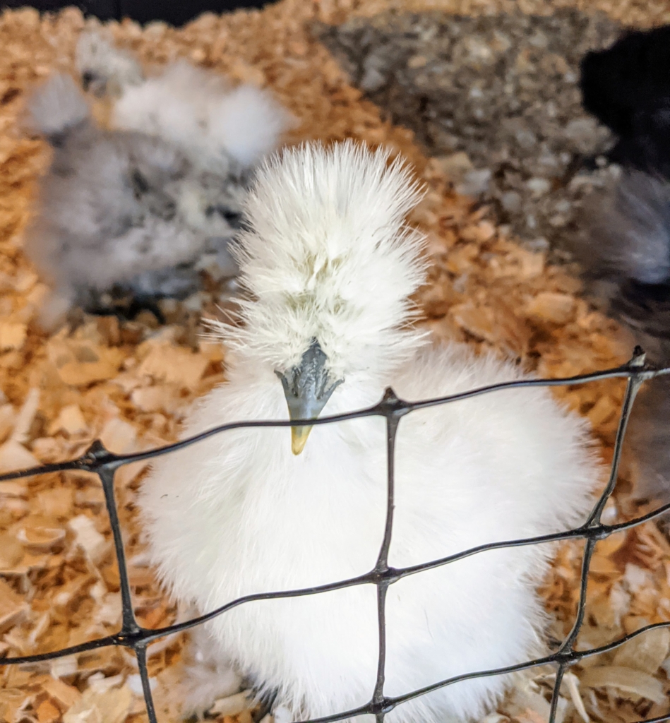 The Silkies Move Outdoors to a New Coop - The Martha Stewart Blog