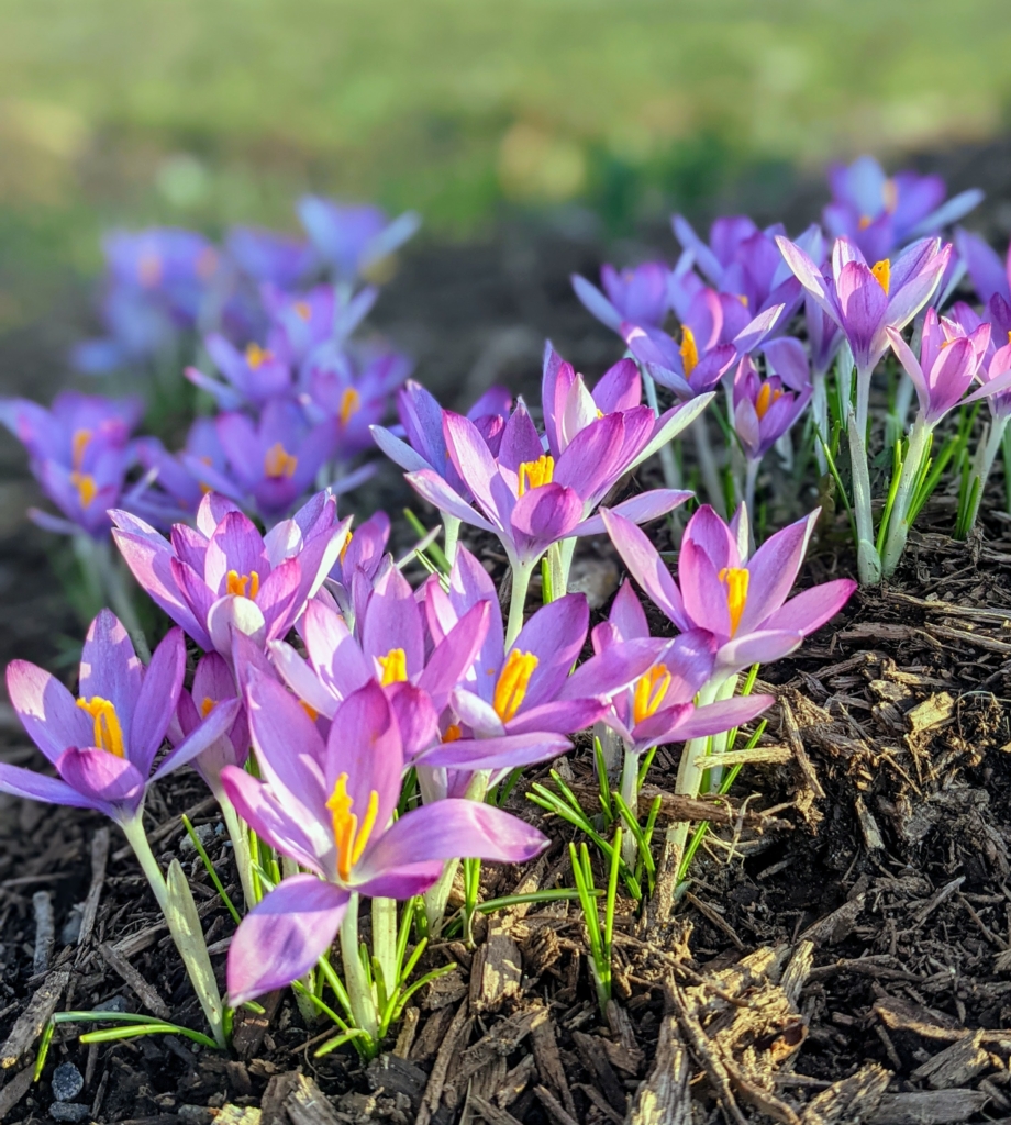 Spring Emergence Around My Farm 2022 - The Martha Stewart Blog