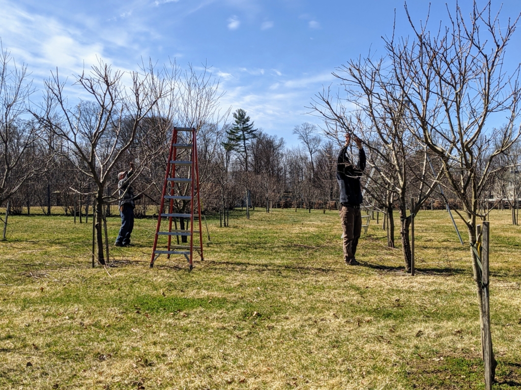 Pruning and Grooming My Peach and Plum Trees - The Martha Stewart Blog
