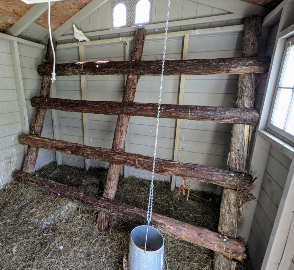 The Martha Stewart Blog : Blog Archive New Perches for My Fancy Pigeons ...