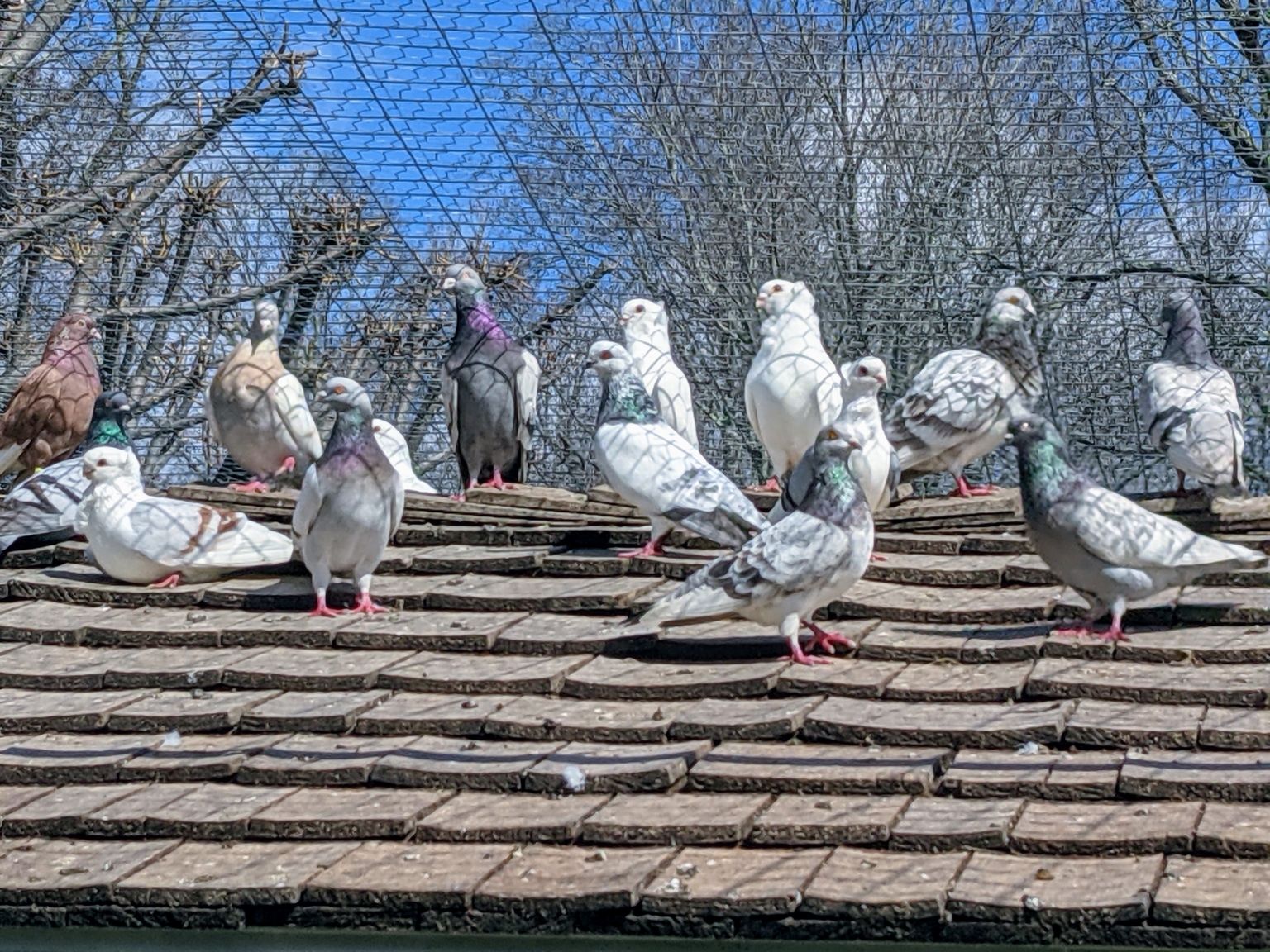 The Martha Stewart Blog : Blog Archive New Perches for My Fancy Pigeons ...