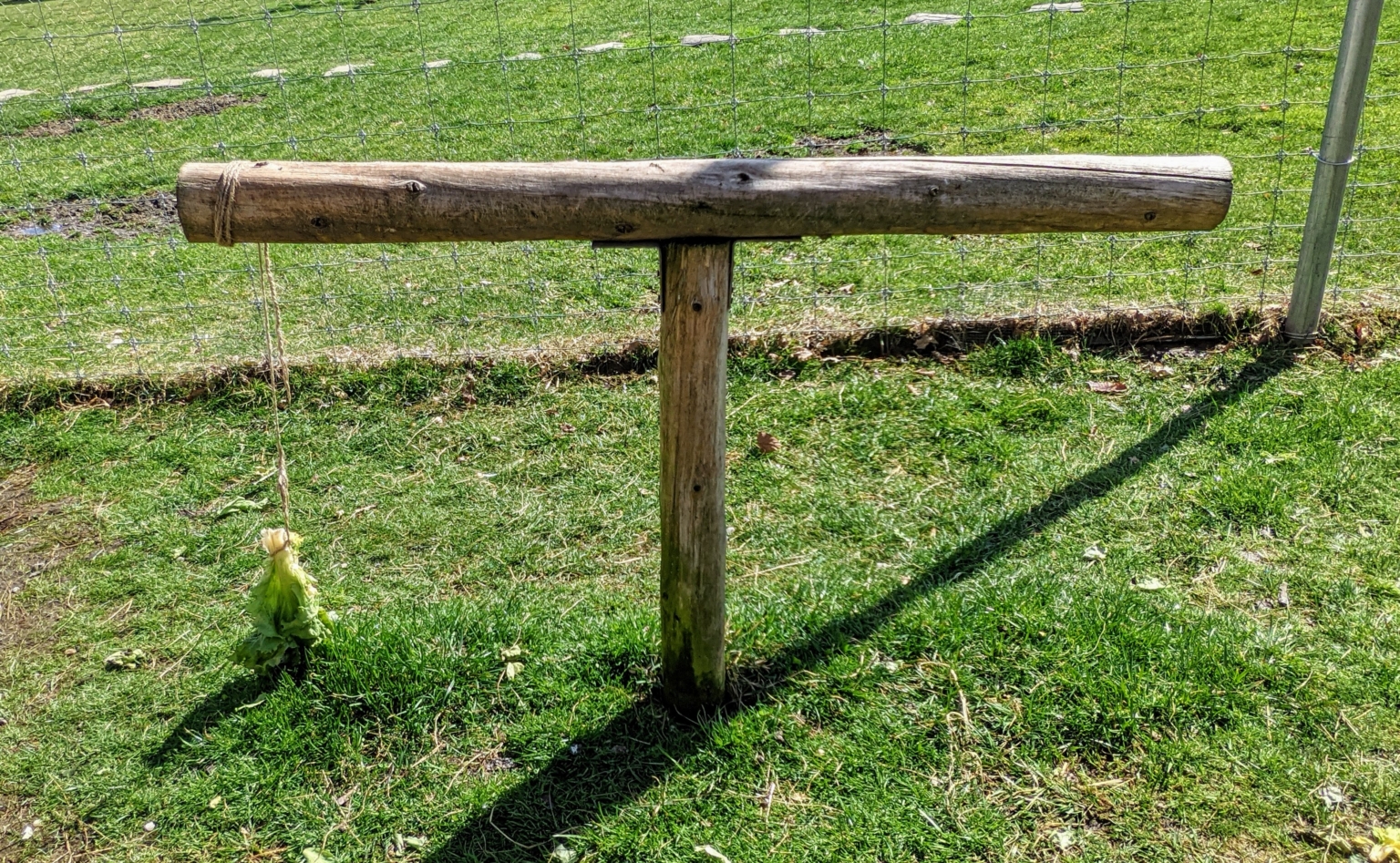 New Perches for My Fancy Pigeons - The Martha Stewart Blog