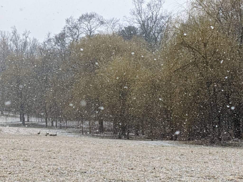 An Early March Snowfall - The Martha Stewart Blog
