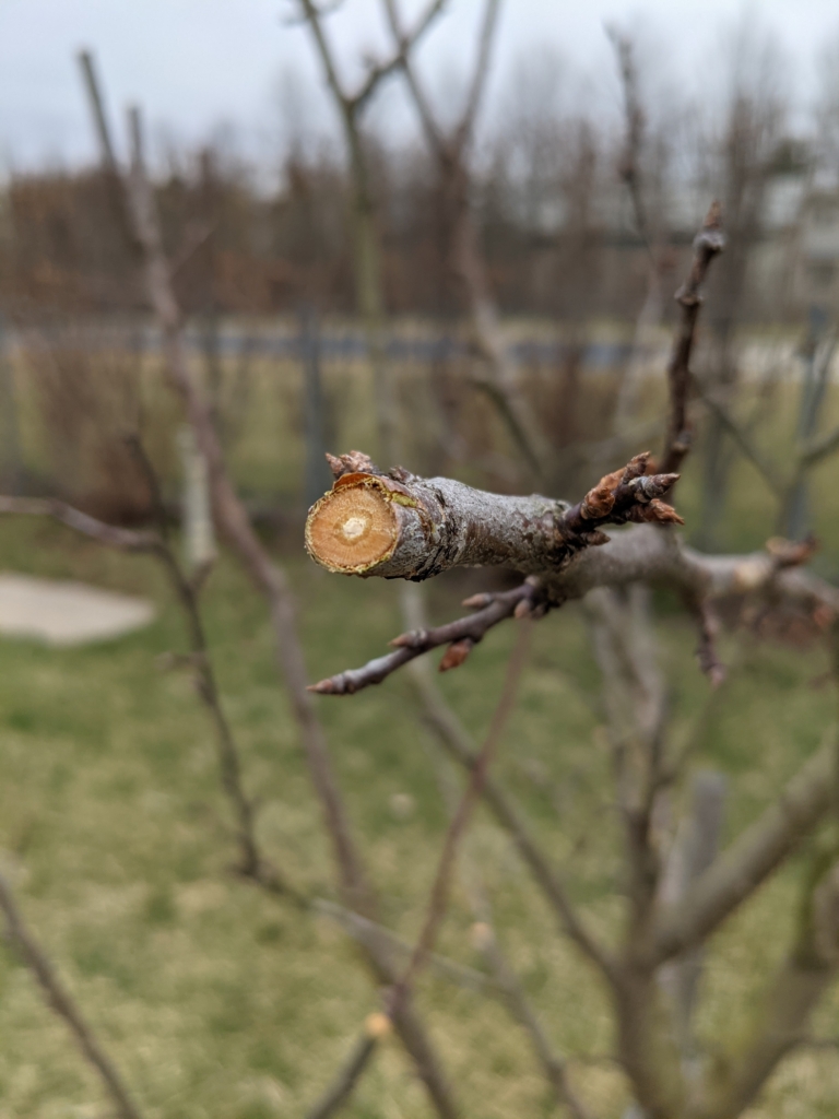 Pruning and Grooming My Peach and Plum Trees - The Martha Stewart Blog