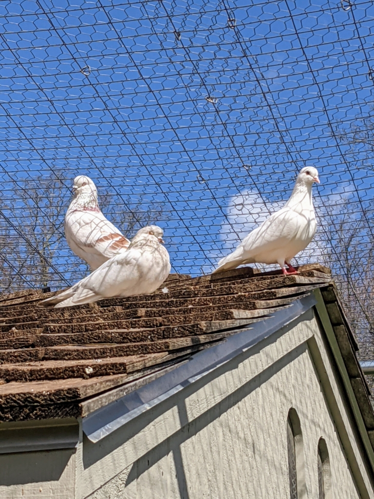 New Perches for My Fancy Pigeons - The Martha Stewart Blog