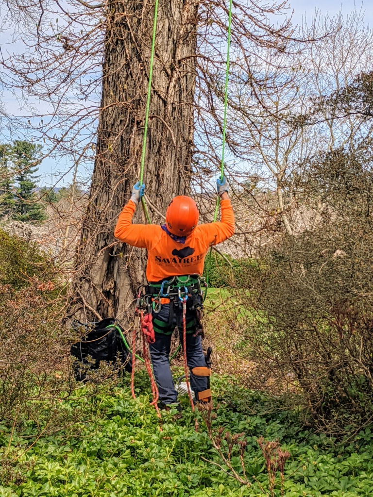 Maintaining Large Sugar Maple Trees - The Martha Stewart Blog