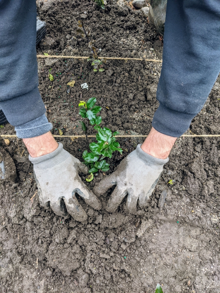 Planting Holly Seedlings - The Martha Stewart Blog