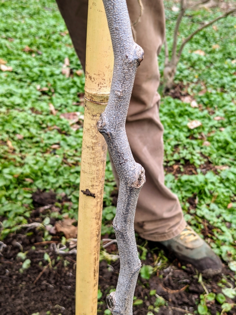 Planting Redbud Trees - The Martha Stewart Blog