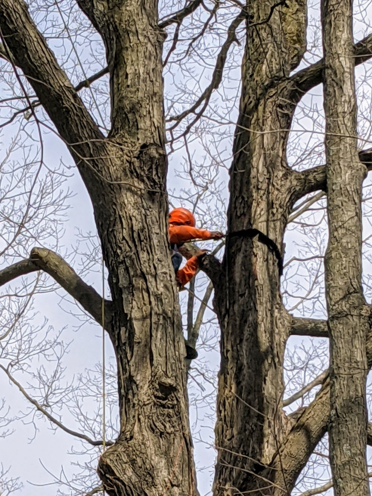 Maintaining Large Sugar Maple Trees - The Martha Stewart Blog