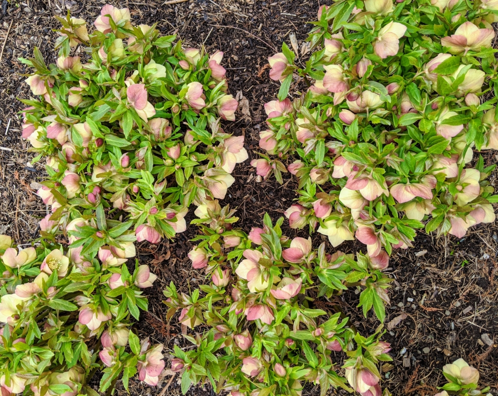 Flowering Hellebores - The Martha Stewart Blog