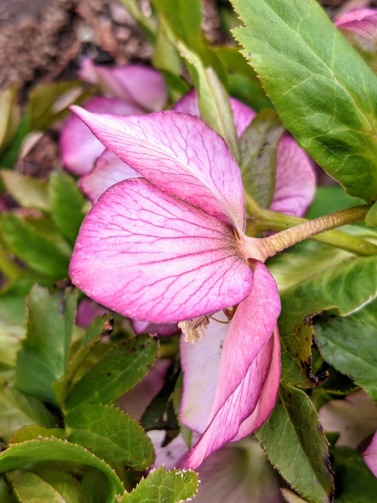 Flowering Hellebores - The Martha Stewart Blog