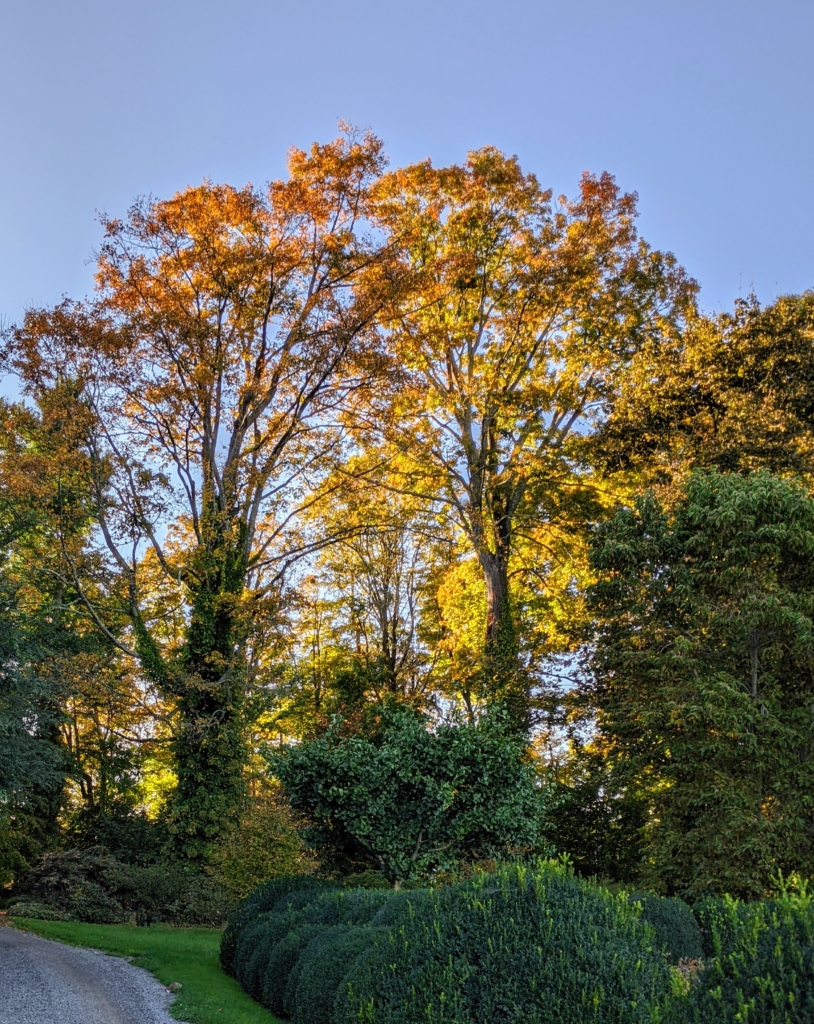 Maintaining Large Sugar Maple Trees - The Martha Stewart Blog