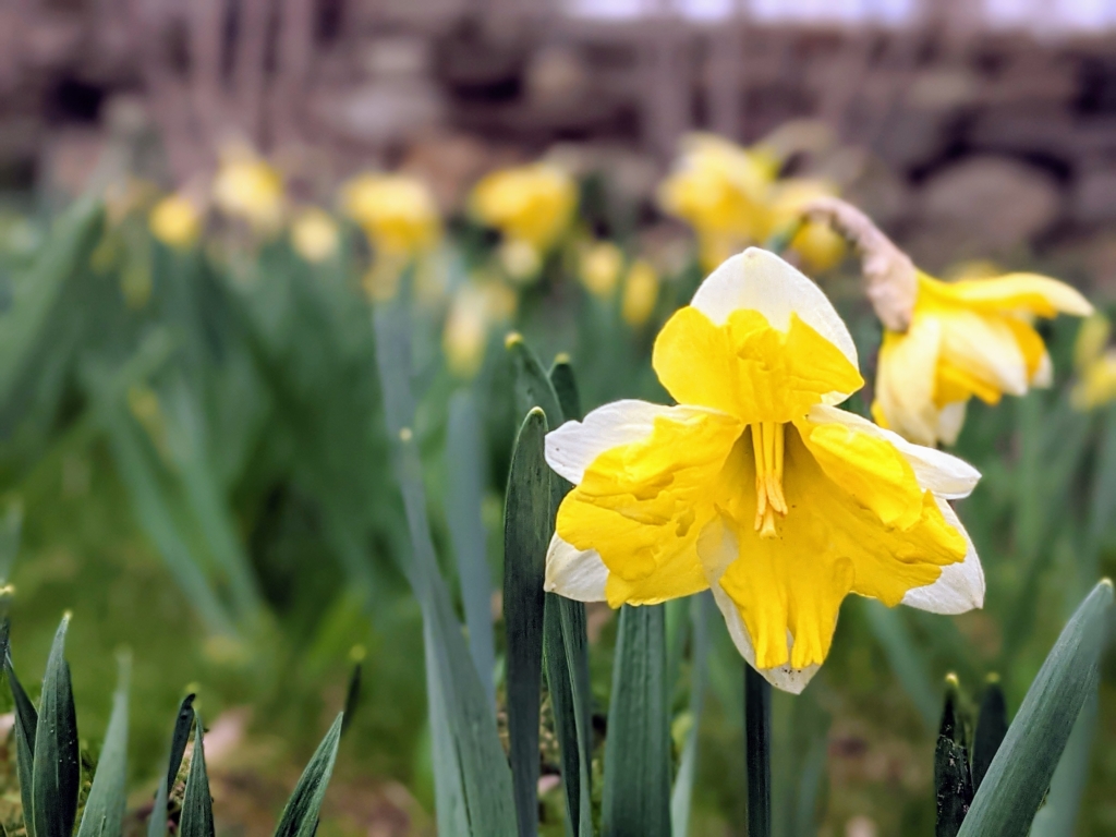 The Gardens in Mid-April - The Martha Stewart Blog