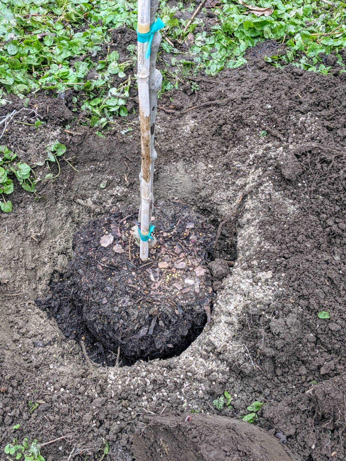 Planting Redbud Trees - The Martha Stewart Blog