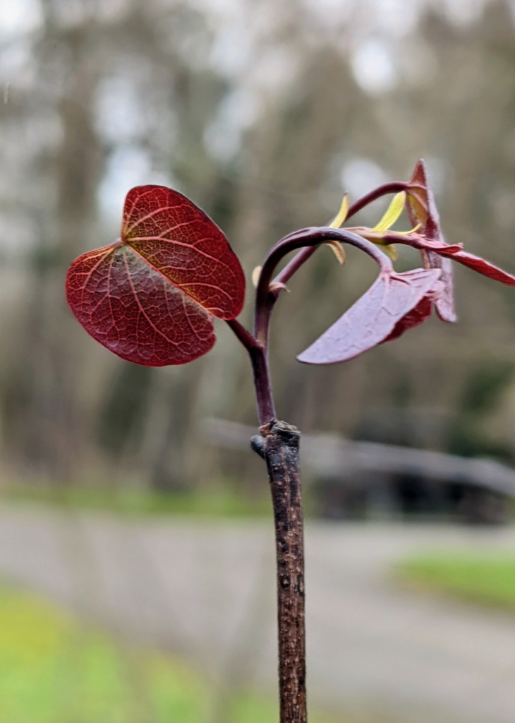 The Martha Stewart Blog : Blog Archive Planting Redbud Trees - The ...