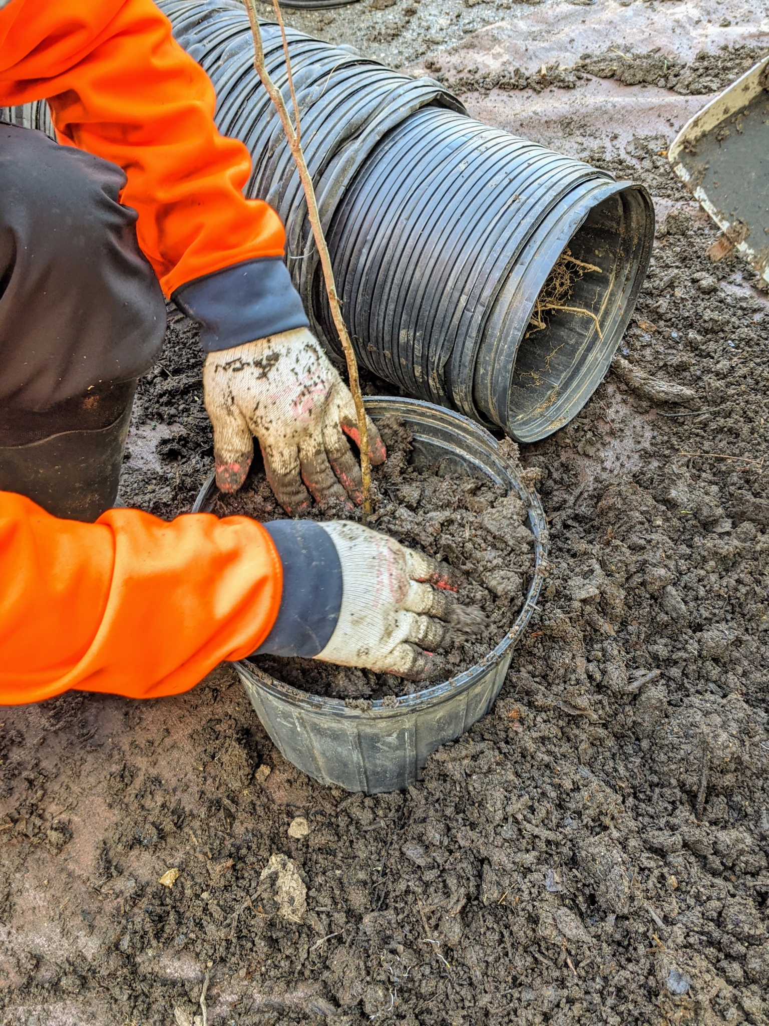 Potting Trees at the Farm - The Martha Stewart Blog