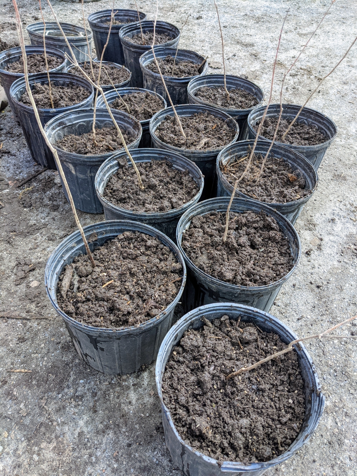 Potting Trees at the Farm - The Martha Stewart Blog
