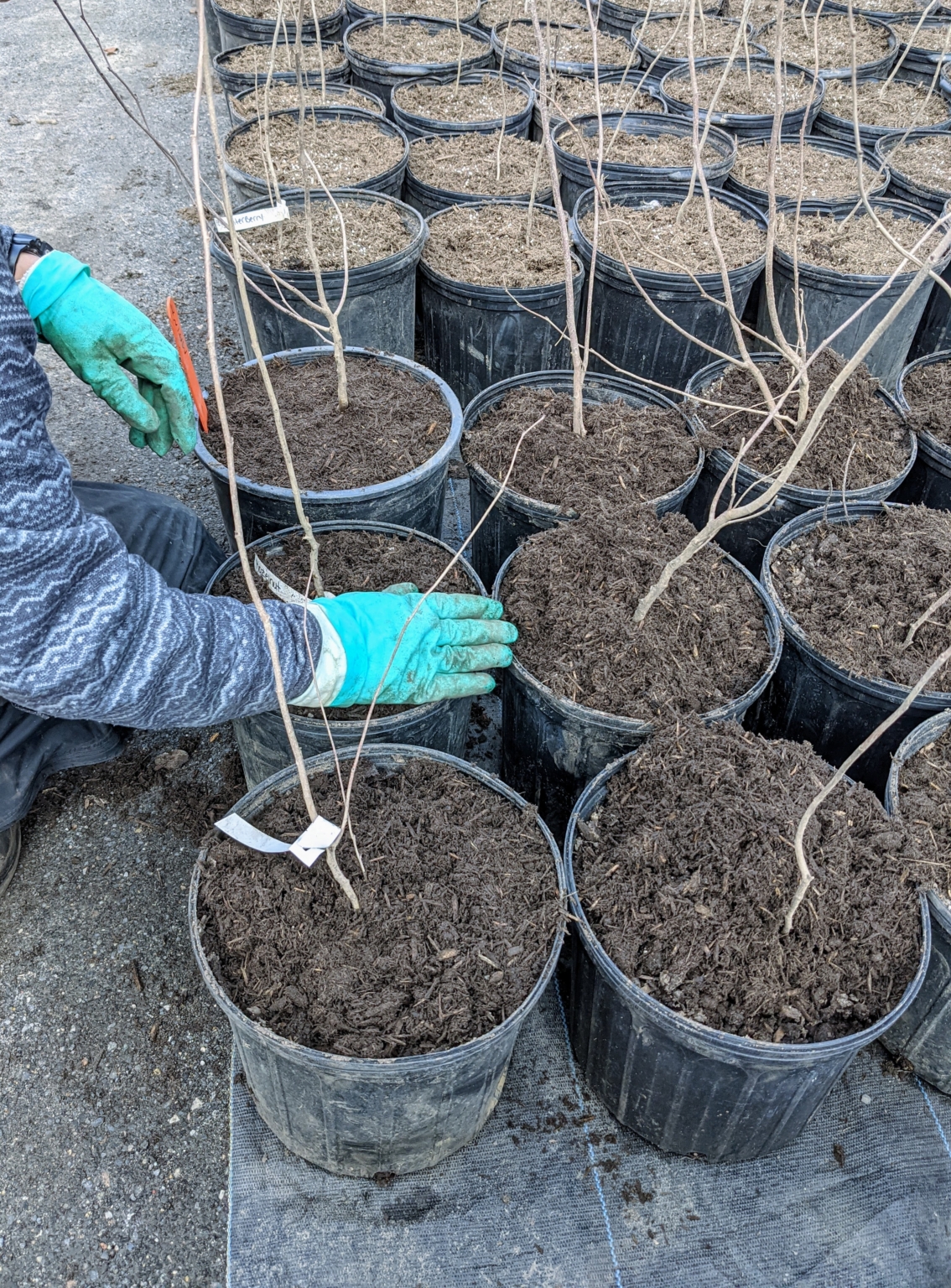 Potting Trees at the Farm - The Martha Stewart Blog