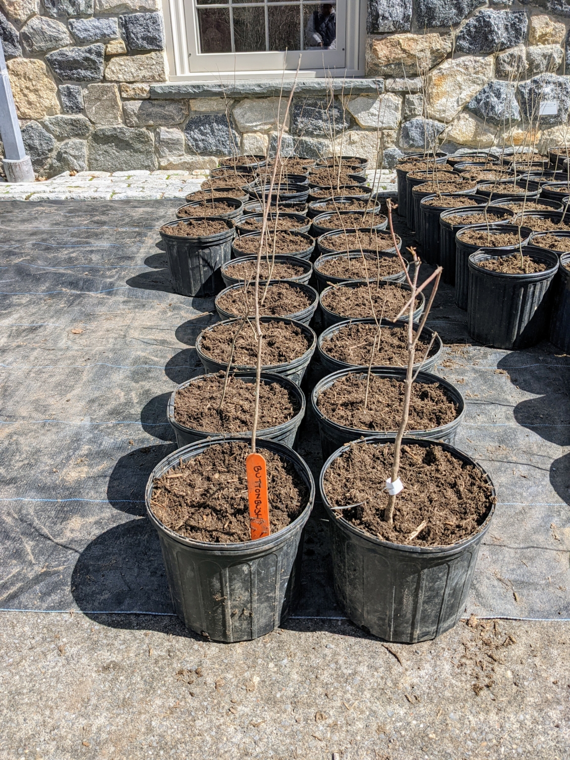 Potting Trees at the Farm - The Martha Stewart Blog