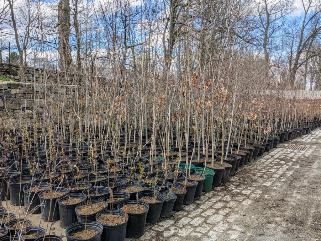 Potting Trees at the Farm - The Martha Stewart Blog