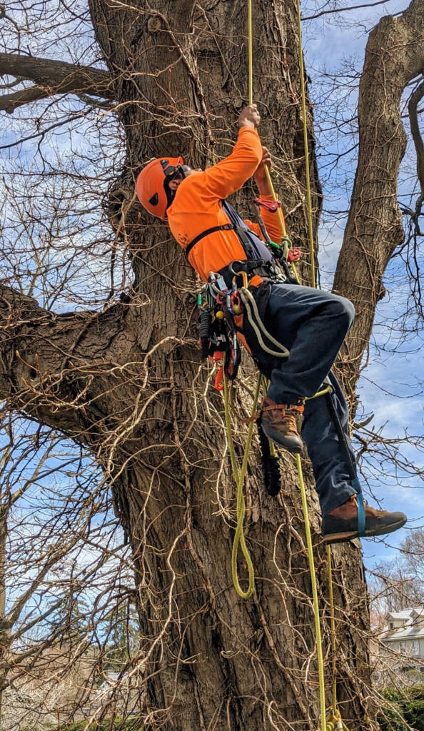 Maintaining Large Sugar Maple Trees - The Martha Stewart Blog