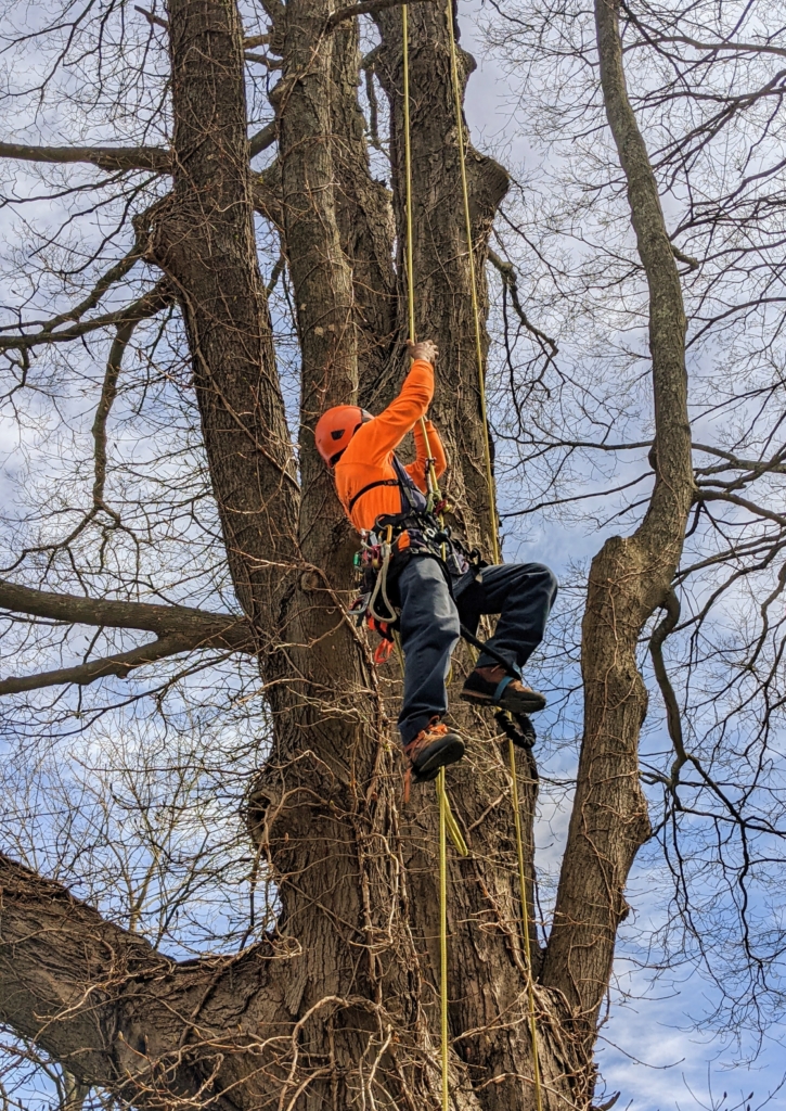 Maintaining Large Sugar Maple Trees - The Martha Stewart Blog