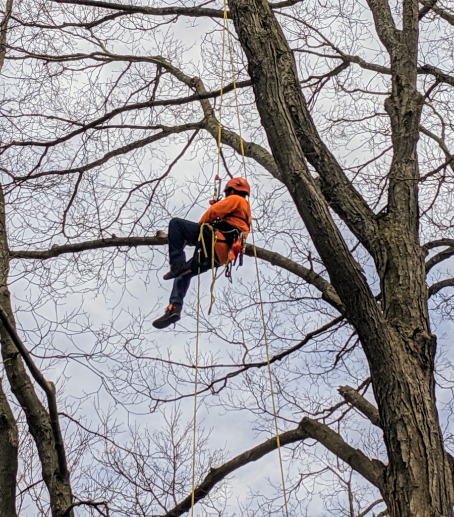Maintaining Large Sugar Maple Trees - The Martha Stewart Blog