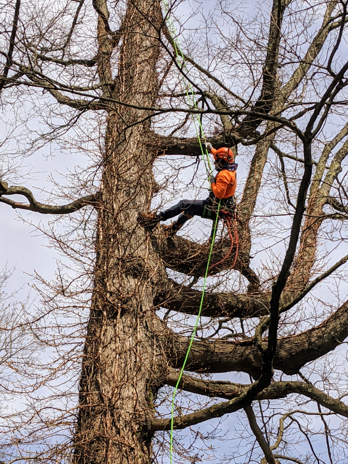 Maintaining Large Sugar Maple Trees - The Martha Stewart Blog