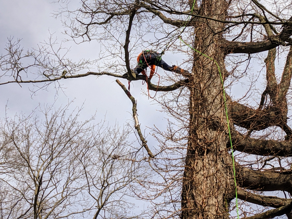 Maintaining Large Sugar Maple Trees - The Martha Stewart Blog