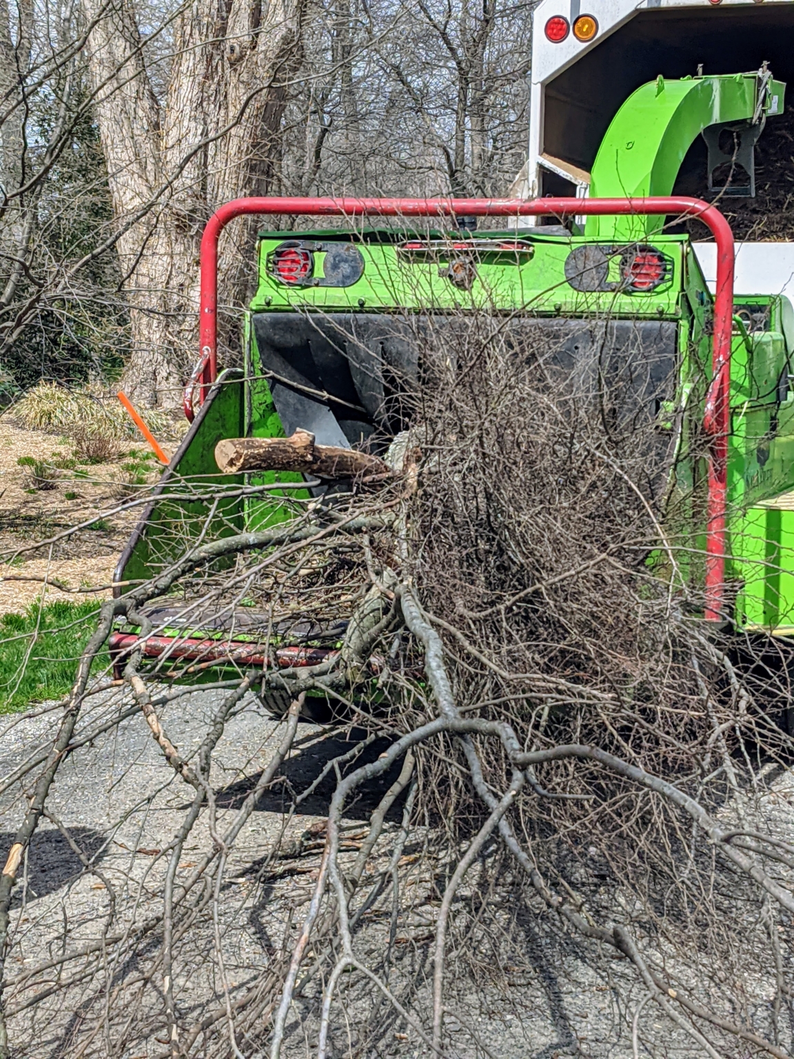 Maintaining Large Sugar Maple Trees - The Martha Stewart Blog