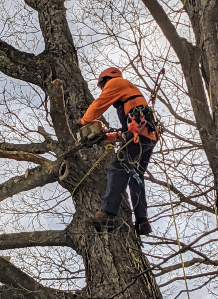 Maintaining Large Sugar Maple Trees - The Martha Stewart Blog
