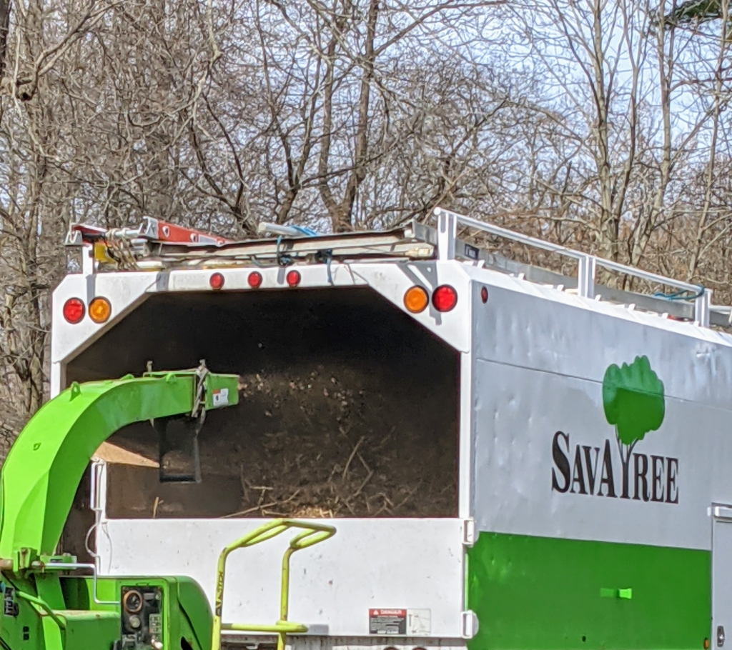 Maintaining Large Sugar Maple Trees - The Martha Stewart Blog