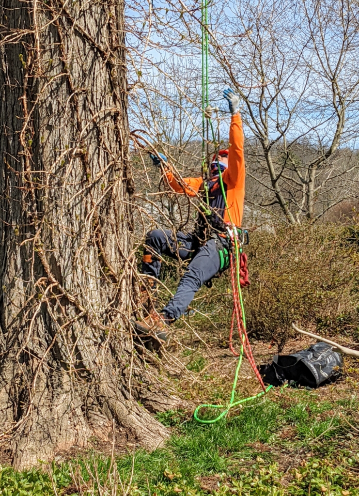 Maintaining Large Sugar Maple Trees - The Martha Stewart Blog