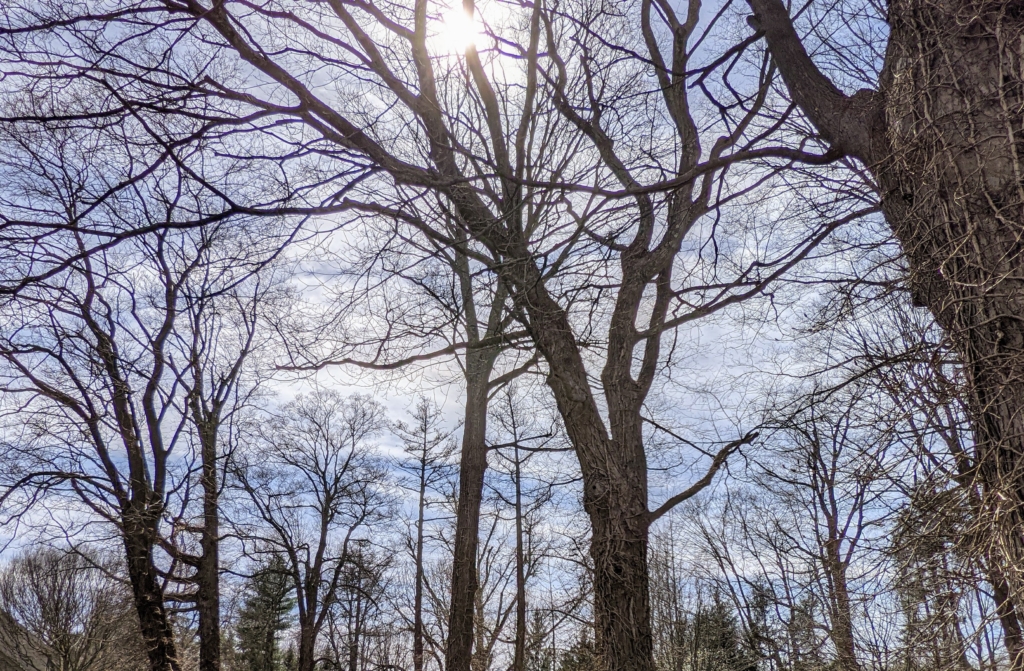 Maintaining Large Sugar Maple Trees - The Martha Stewart Blog