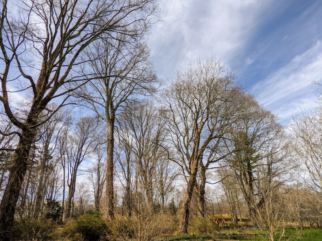 Maintaining Large Sugar Maple Trees - The Martha Stewart Blog