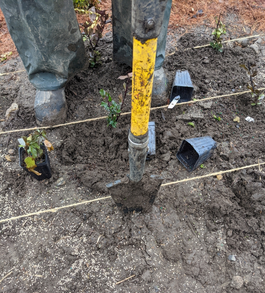 Planting Holly Seedlings - The Martha Stewart Blog