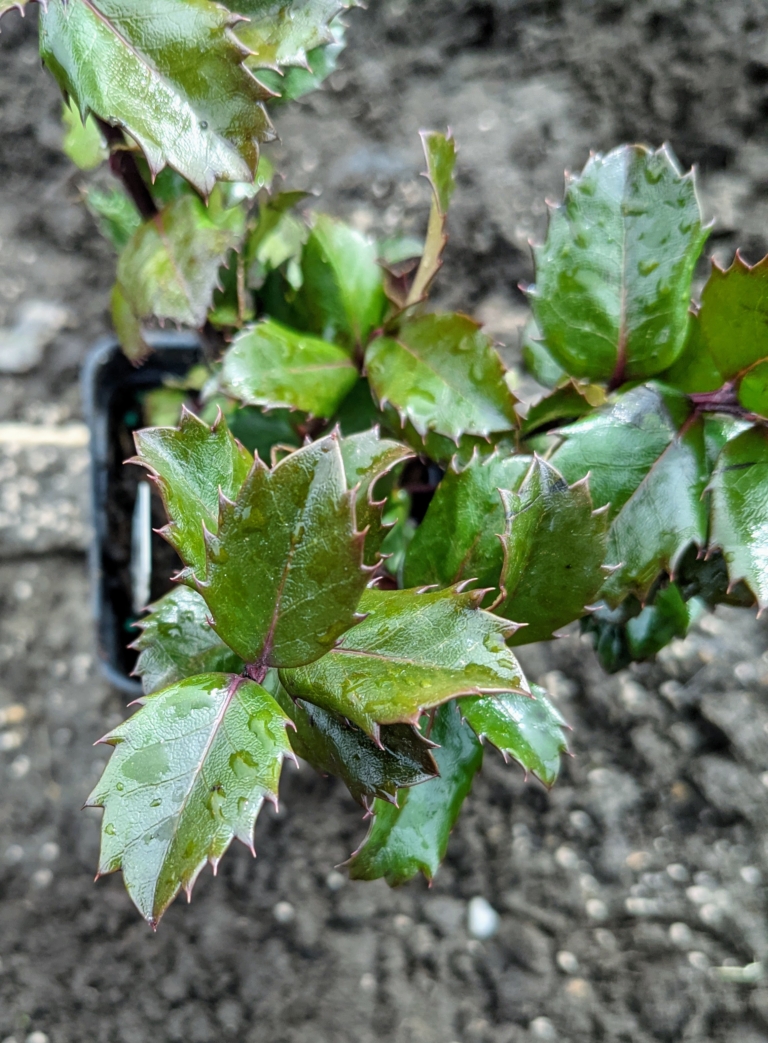 Planting Holly Seedlings - The Martha Stewart Blog