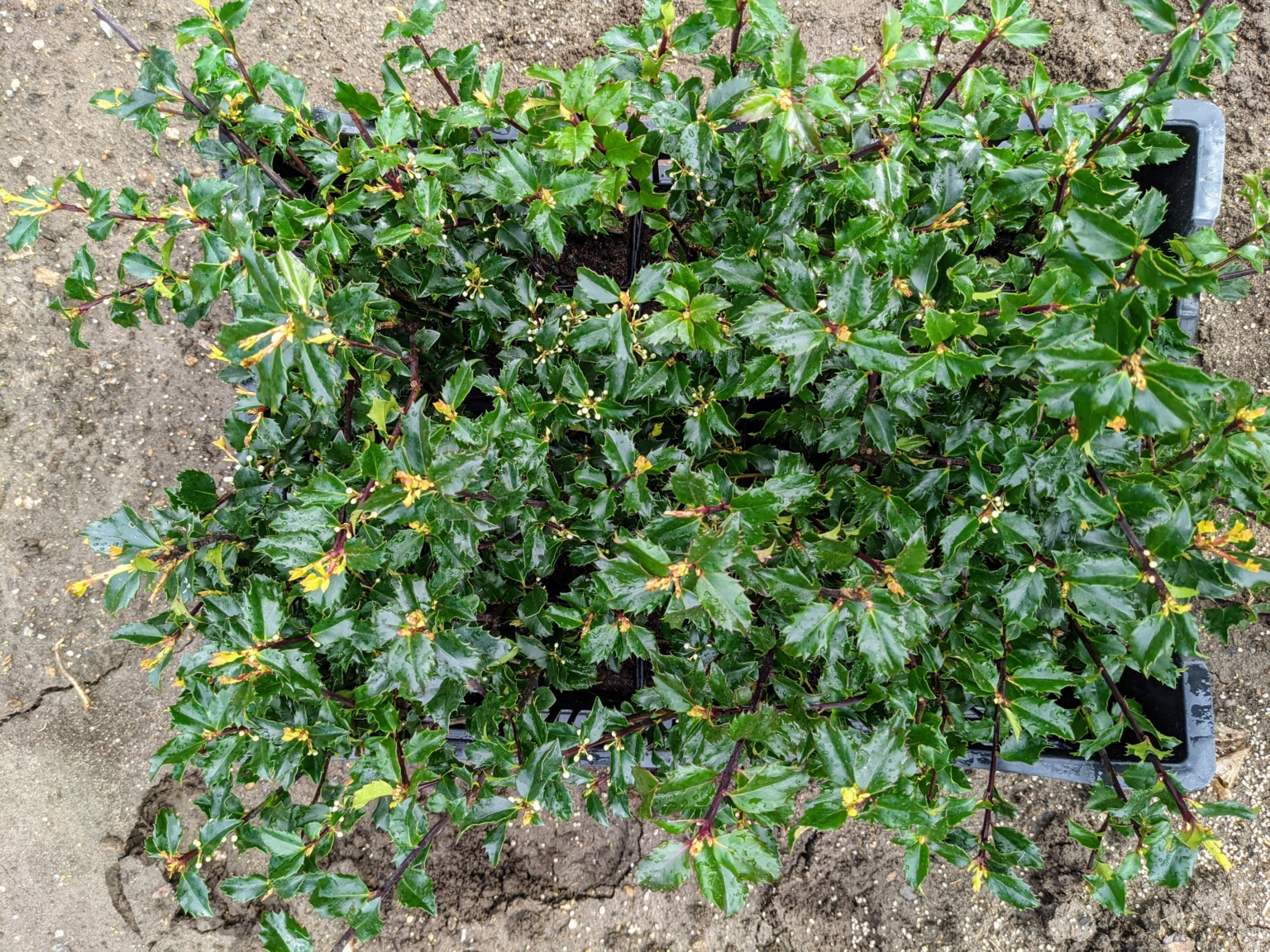 Planting Holly Seedlings - The Martha Stewart Blog