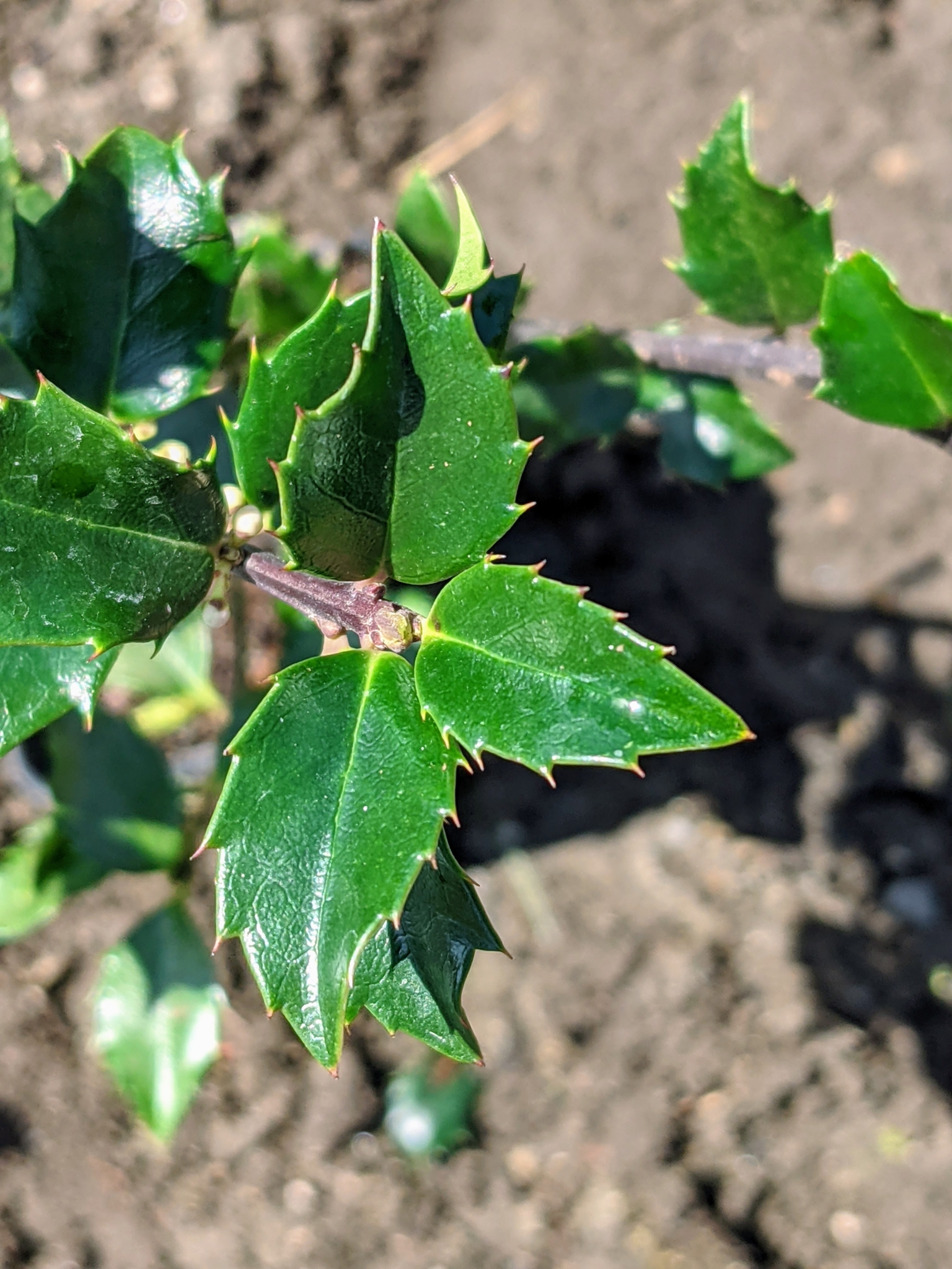 Planting Holly Seedlings - The Martha Stewart Blog