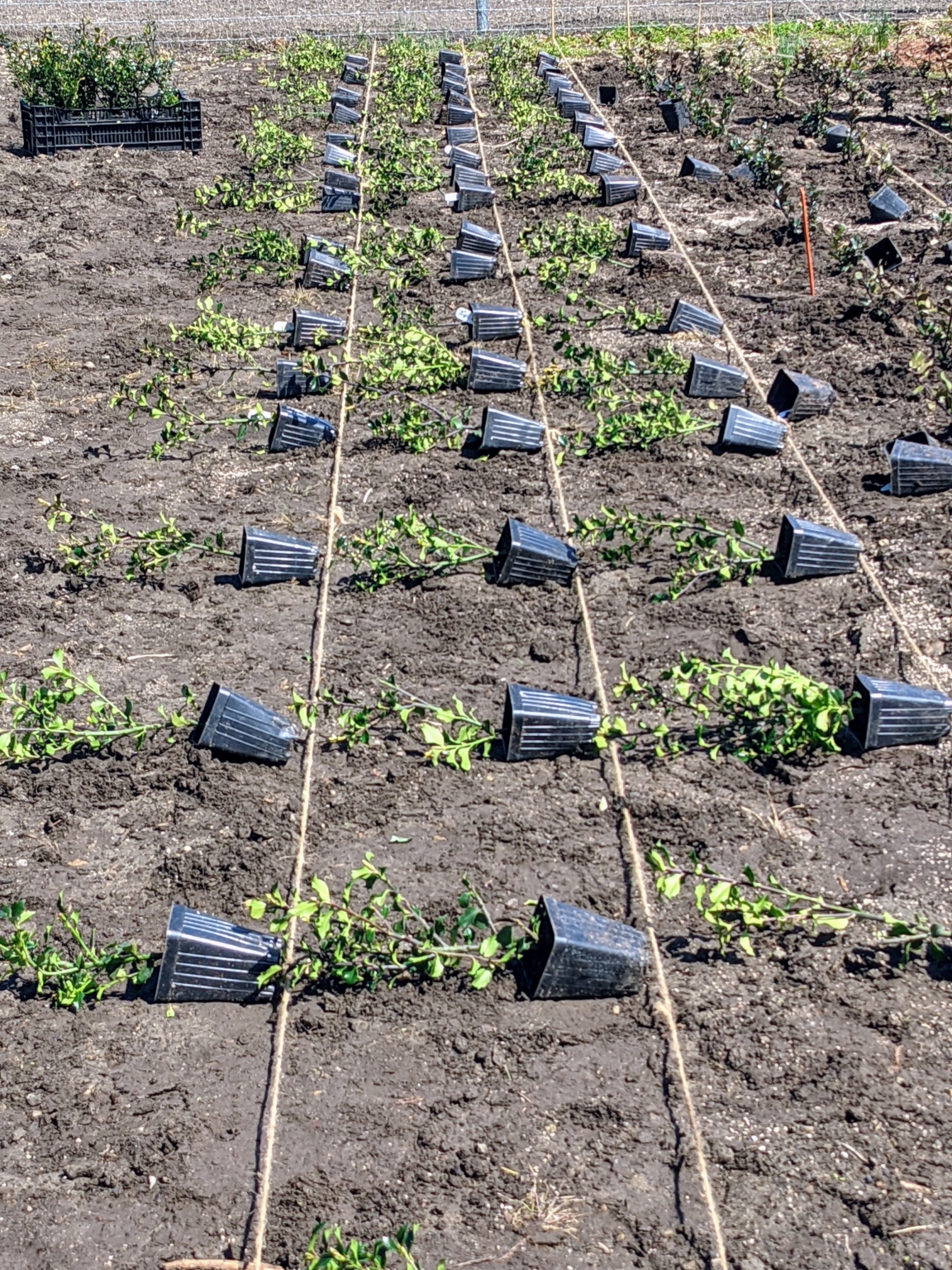 Planting Holly Seedlings - The Martha Stewart Blog