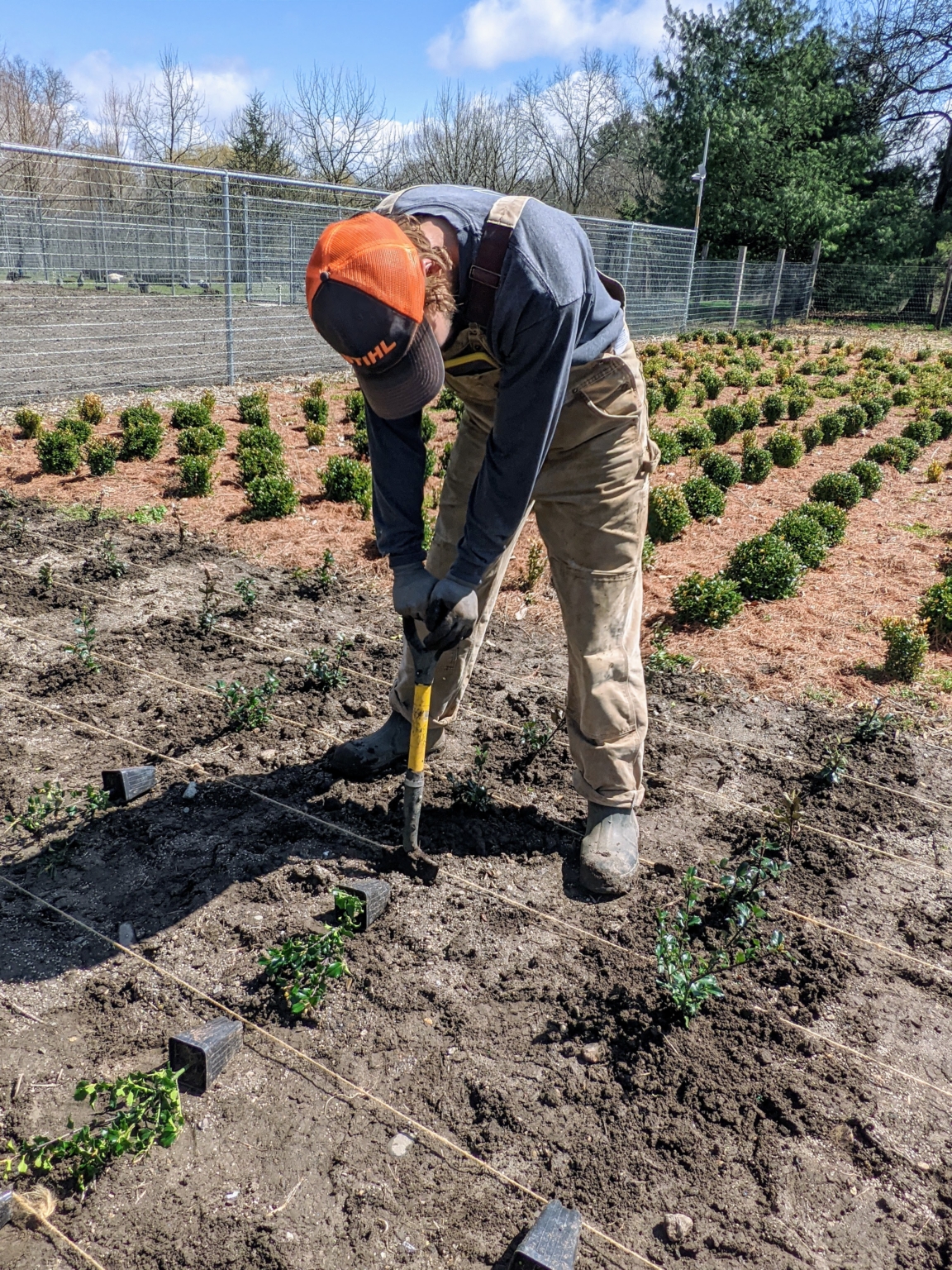 Planting Holly Seedlings - The Martha Stewart Blog
