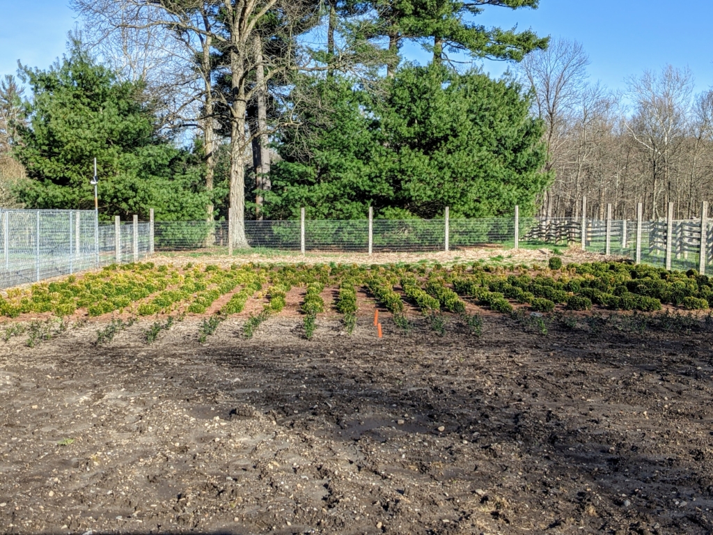 Planting Holly Seedlings - The Martha Stewart Blog