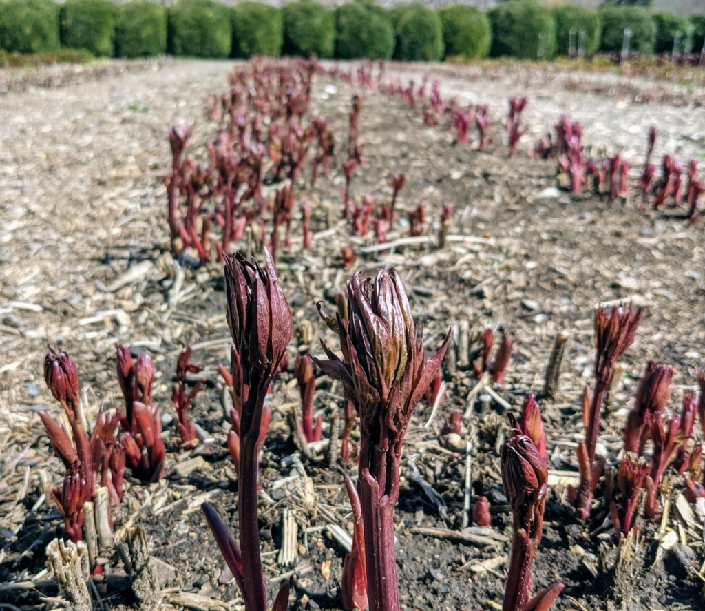 Staking the Herbaceous Peonies - The Martha Stewart Blog